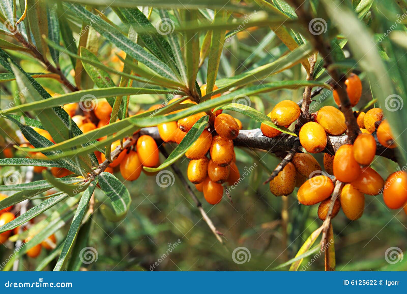 Sea-buckthorn berries stock photo. Image of buckthorn - 6125622