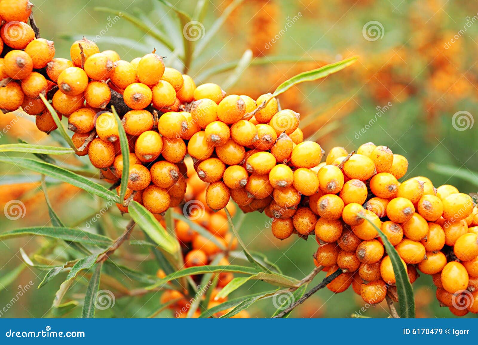 Sea-buckthorn berries stock image. Image of orange, refreshment - 6170479