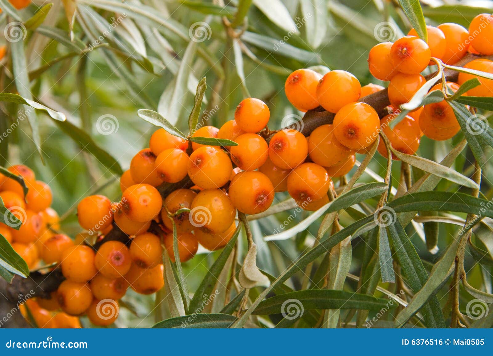 Sea-buckthorn berries stock photo. Image of kitchen, buckthorn - 6376516