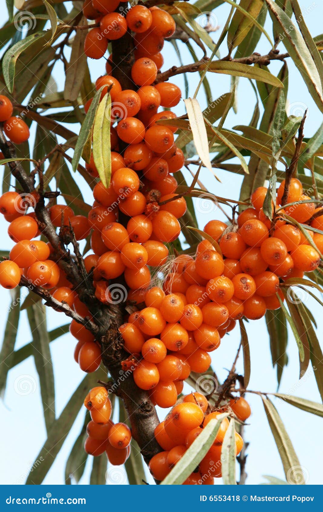 Sea-buckthorn berries stock photo. Image of hippophae - 6553418