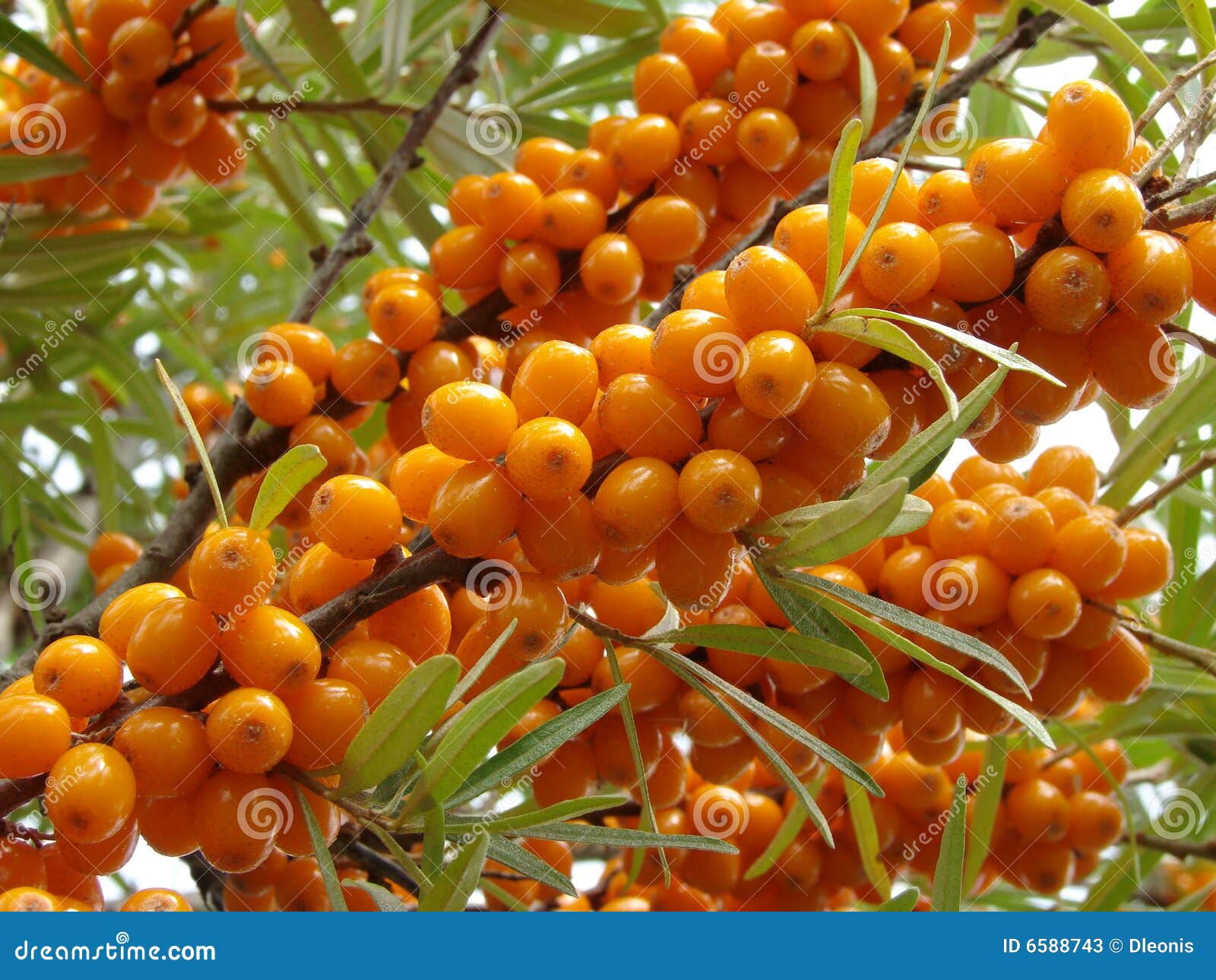 Sea buckthorn berries stock image. Image of garden, buckthorn - 6588743
