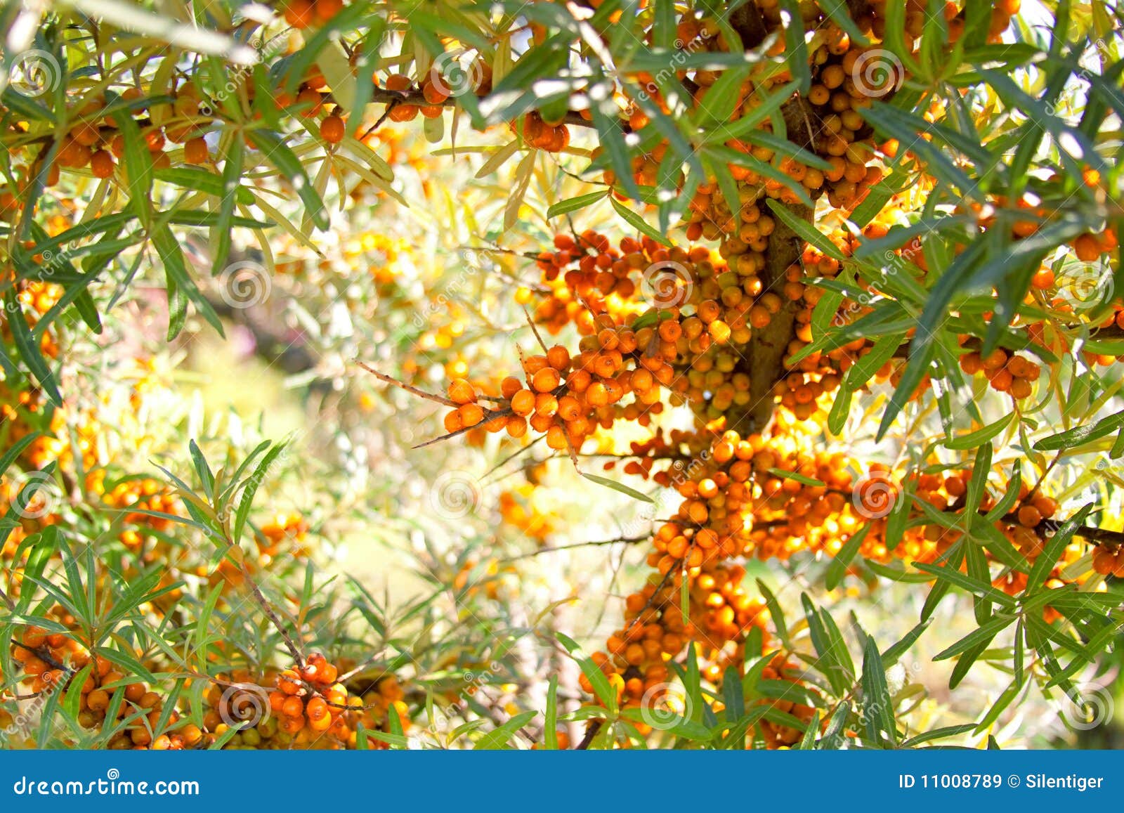 Sea-buckthorn Berries Background Stock Image - Image of healthy ...