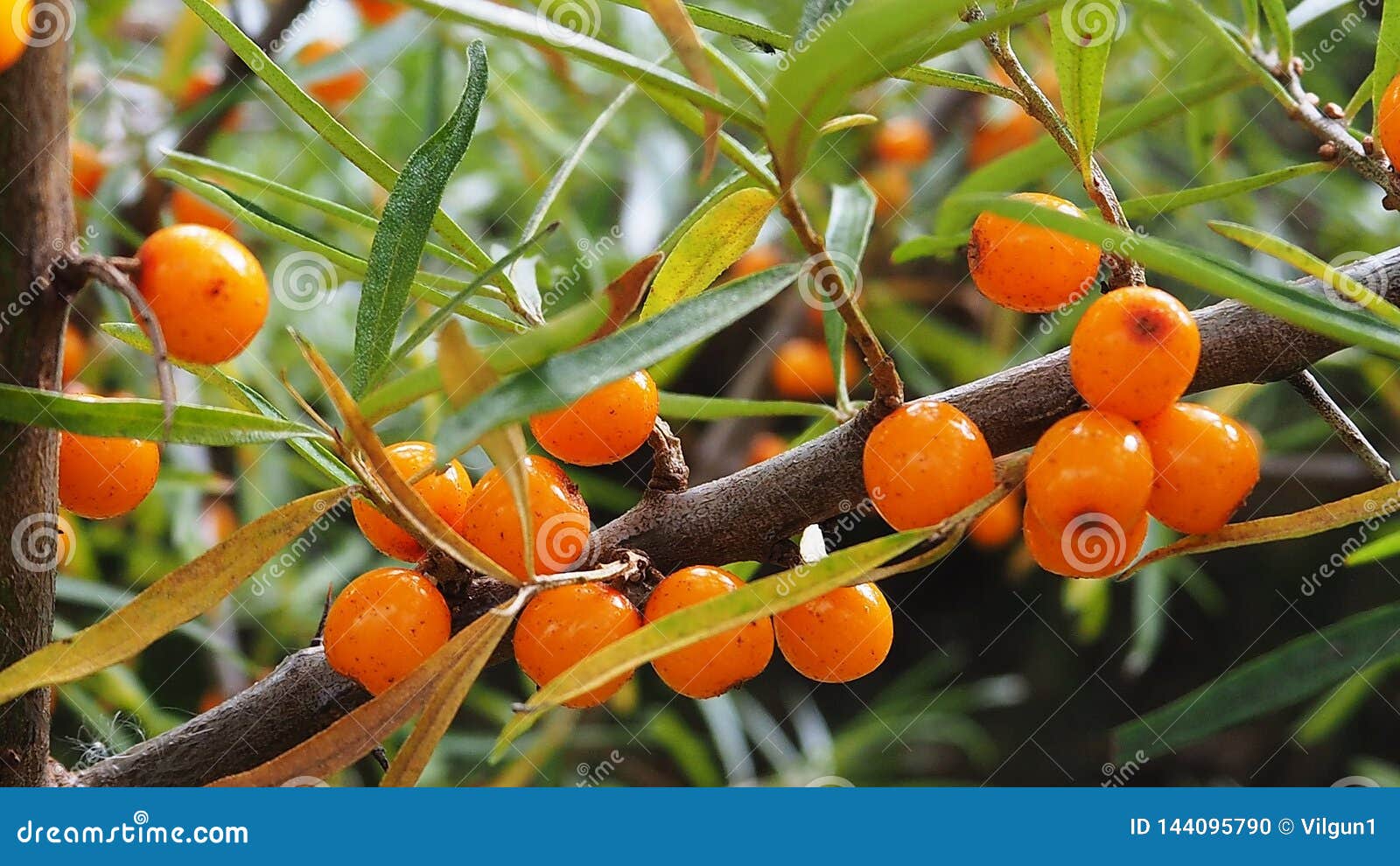 Sea Buckthorn Berries on a Branch Stock Photo - Image of natural ...