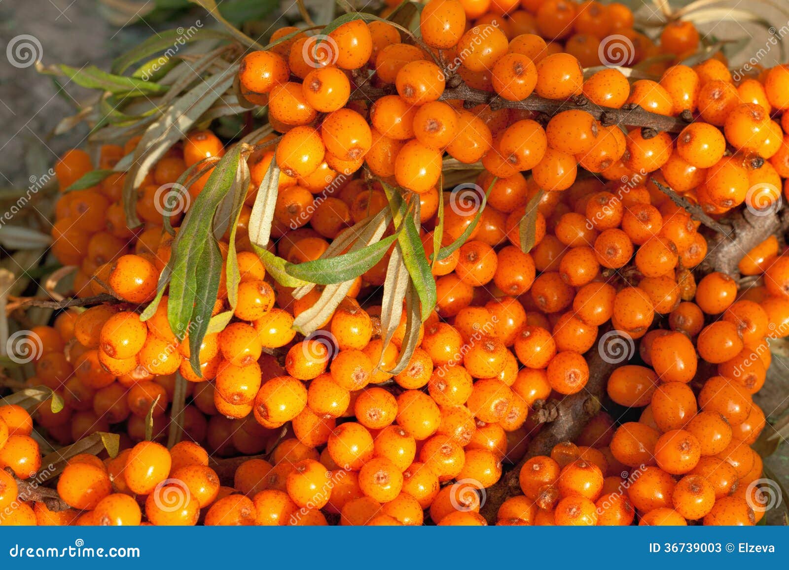 Sea-buckthorn berries stock image. Image of branch, berry - 36739003