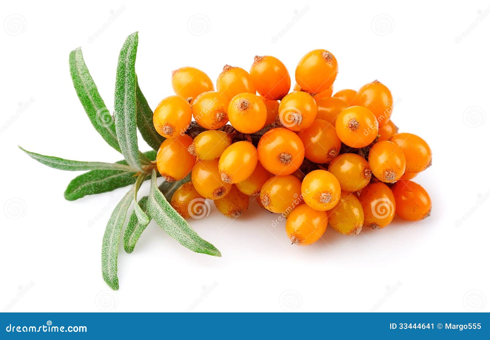 Sea Buckthorn Berries Branch Stock Image - Image of leaf, refreshment ...