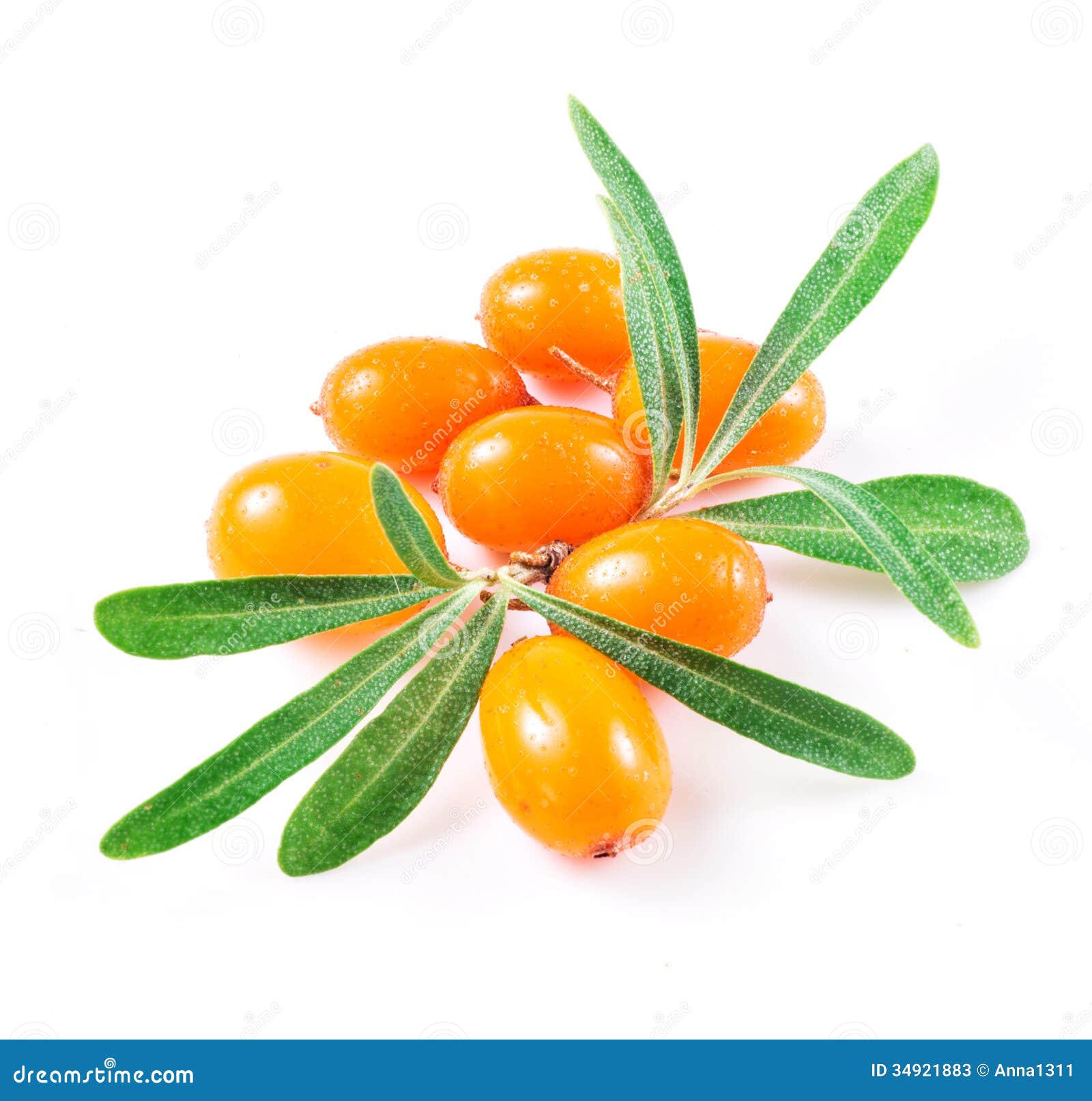 Sea Buckthorn Berries Isolated on the White Stock Image - Image of ...