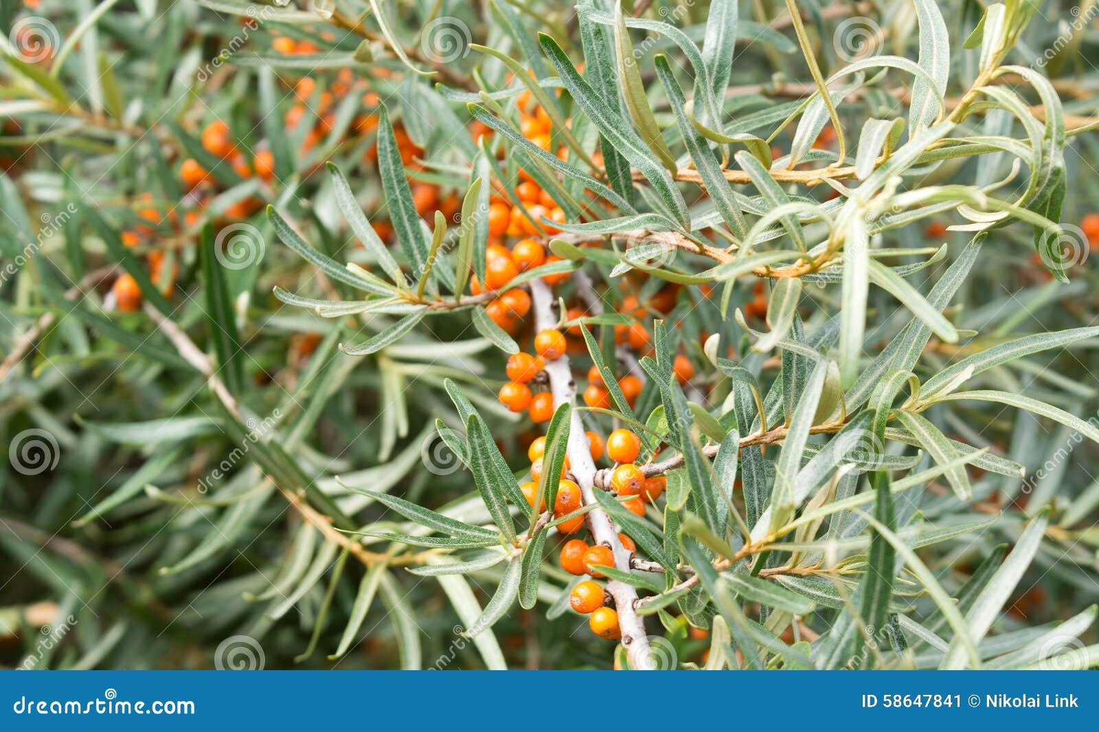 Sea buckthorn stock image. Image of healthy, colors, buckthorn - 58647841