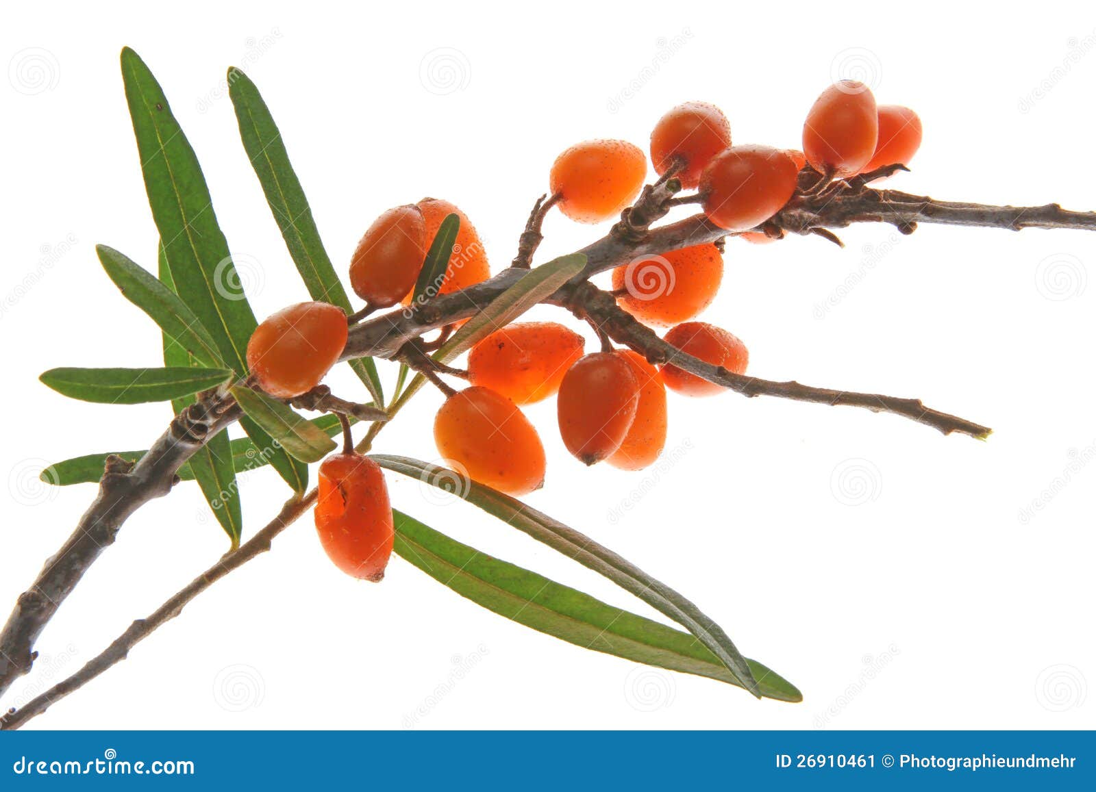 Sea Buckthorn (Hippophae Rhamnoides) Stock Image - Image of fruit, bold ...