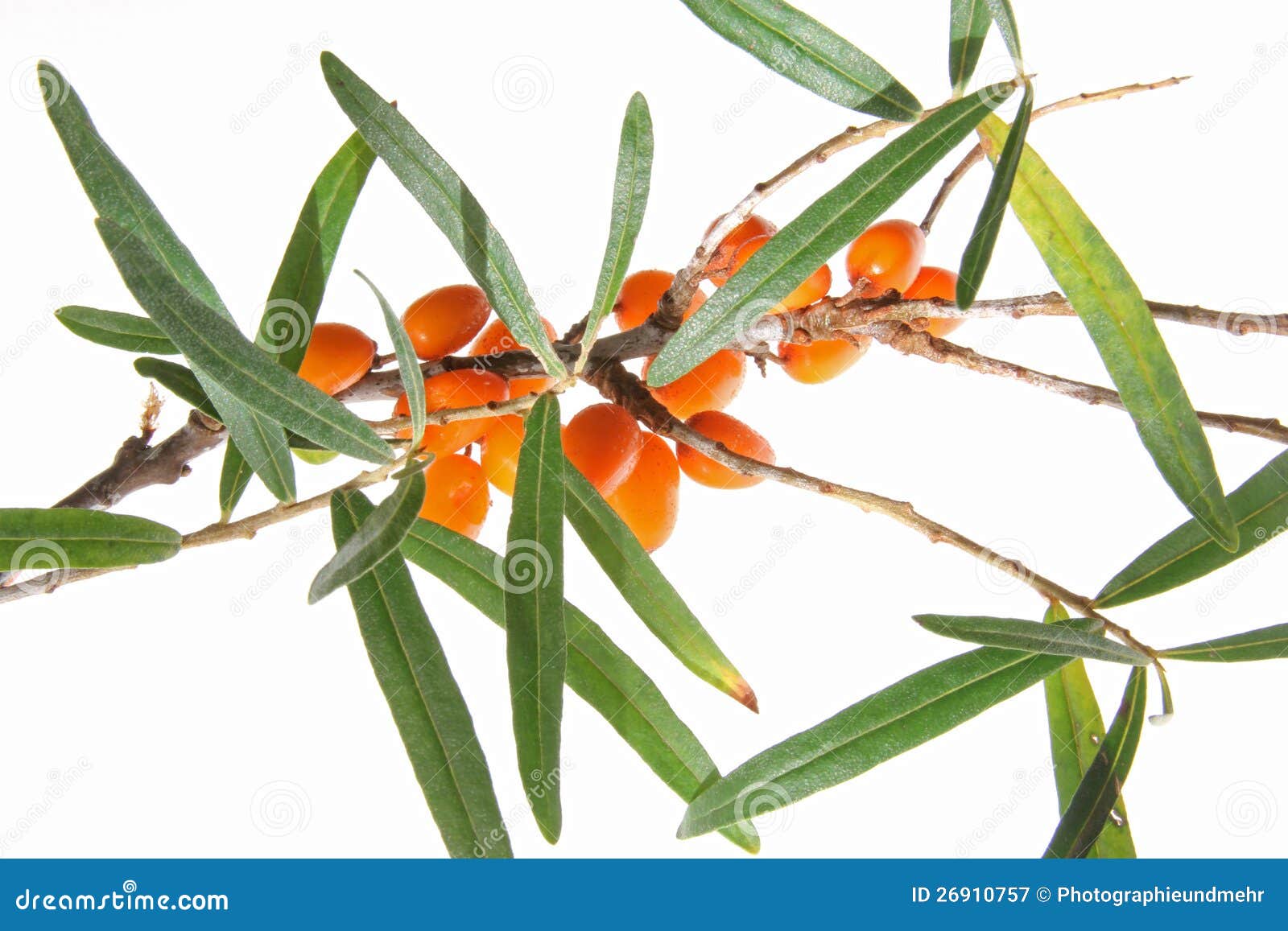 Sea Buckthorn (Hippophae Rhamnoides) Stock Image - Image of common ...