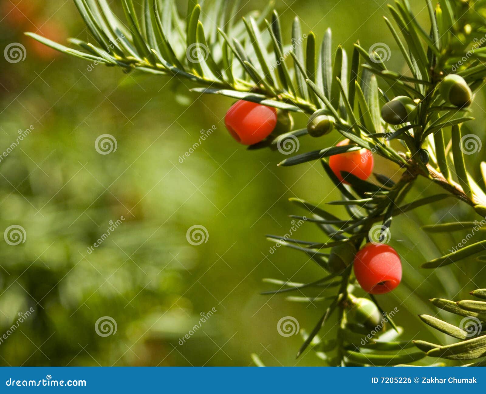 Sea-buckthorn red berries stock photo. Image of natural - 7205226