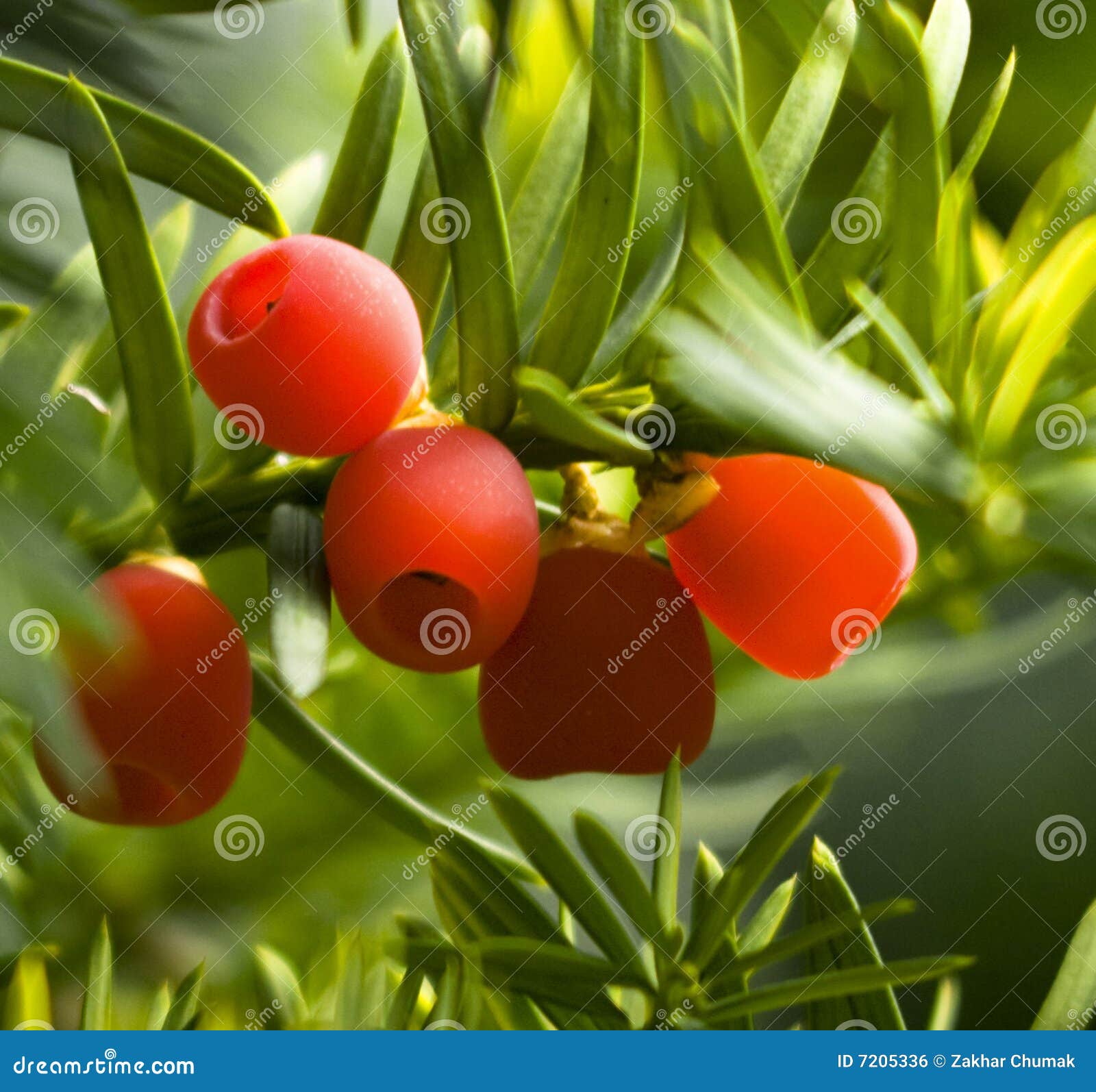 Sea-buckthorn red berries stock photo. Image of bush, fruit - 7205336