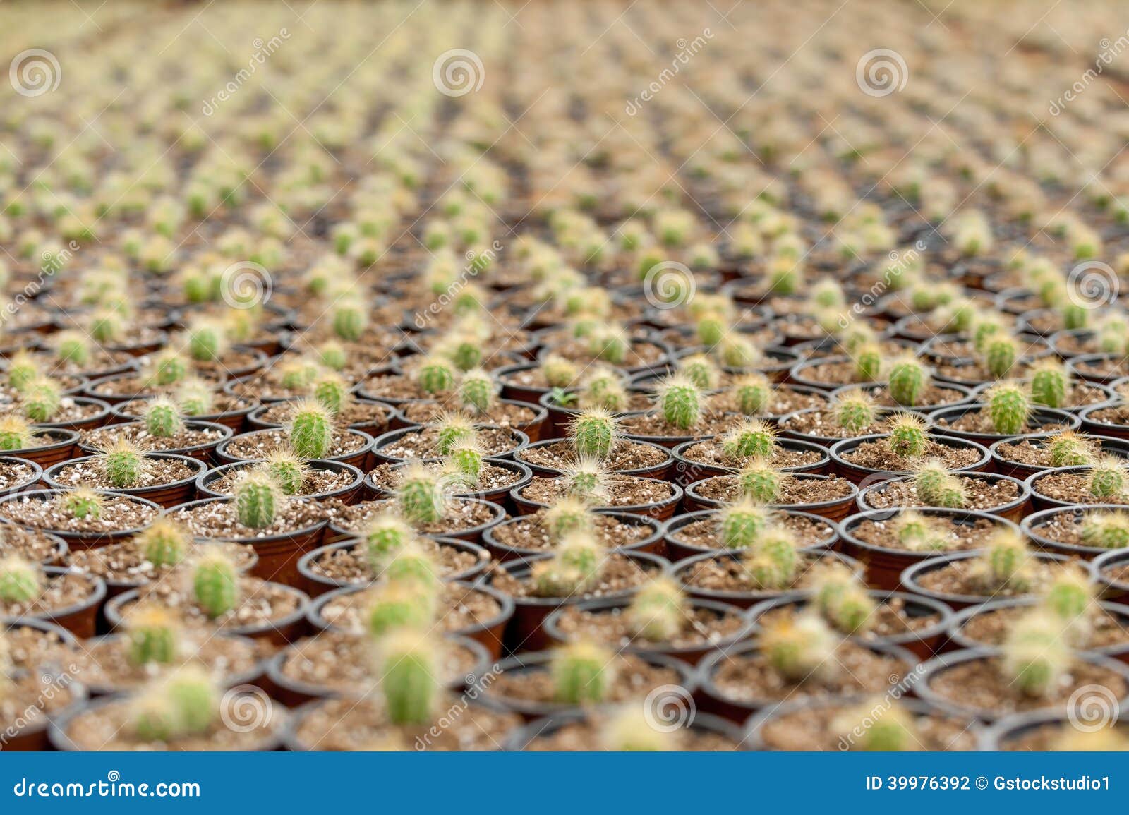 Sea of cactus. stock photo. Image of organic, lifestyles - 39976392