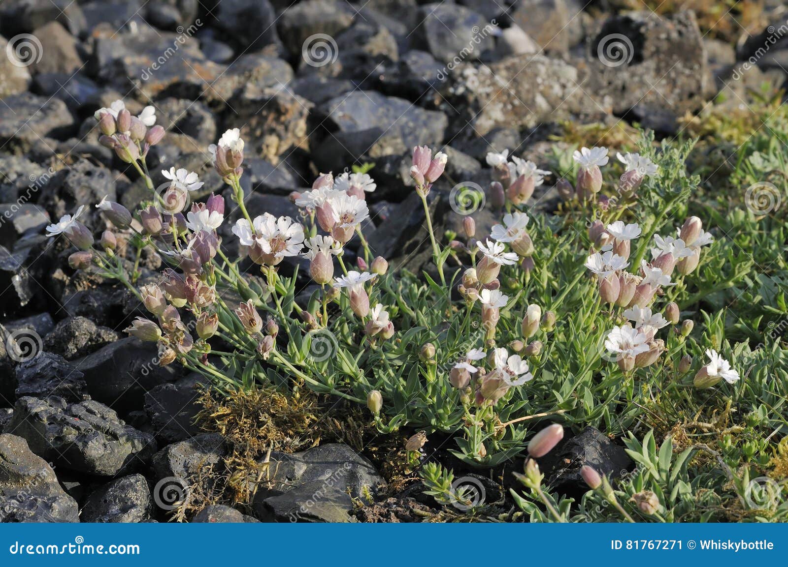 Sea Campion stock image. Image of wild, mendips, plant - 81767271
