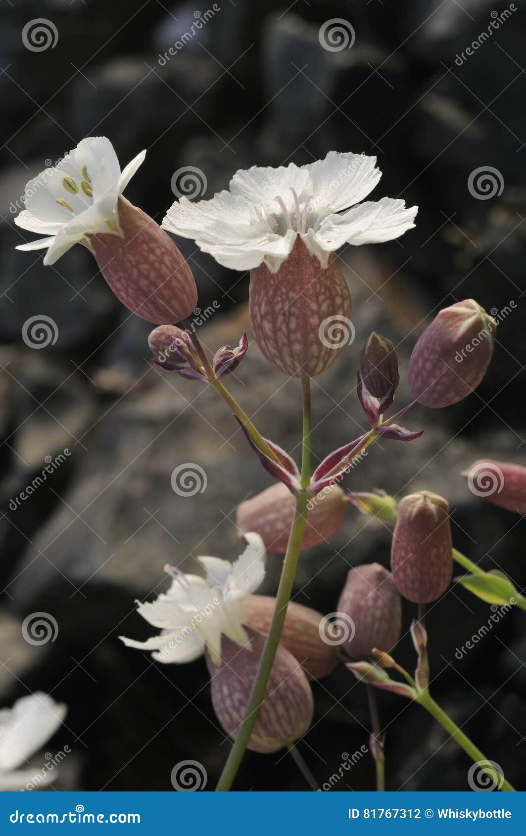 Sea Campion stock photo. Image of maritima, mendips, flower - 81767312