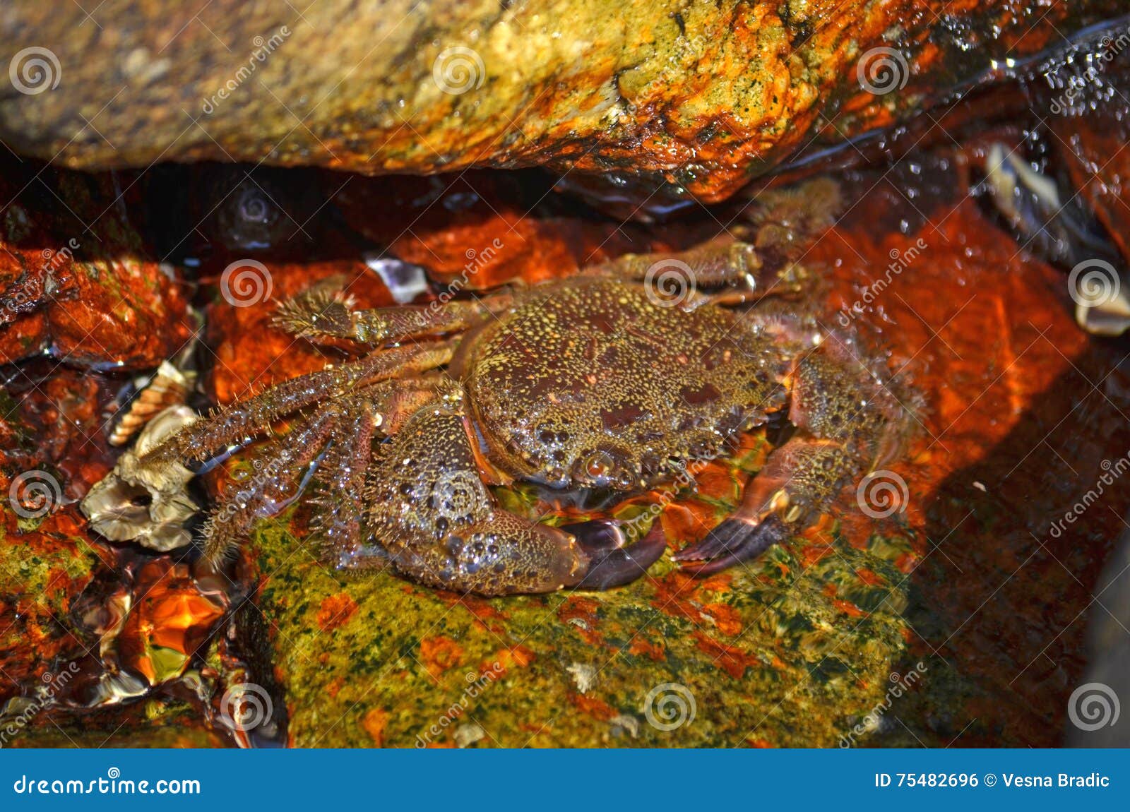 Sea cancer in water stock photo. Image of pool, crab - 75482696