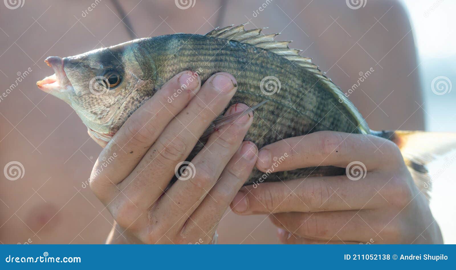 The Sea Carp in the Hands of the Boy Stock Photo - Image of fishing ...