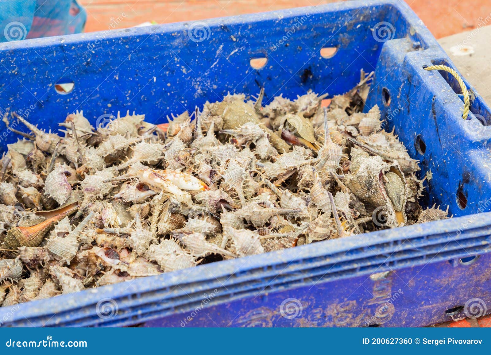 Sea Catch, Plastic Container Full of Long Shells with Spikes Stock ...
