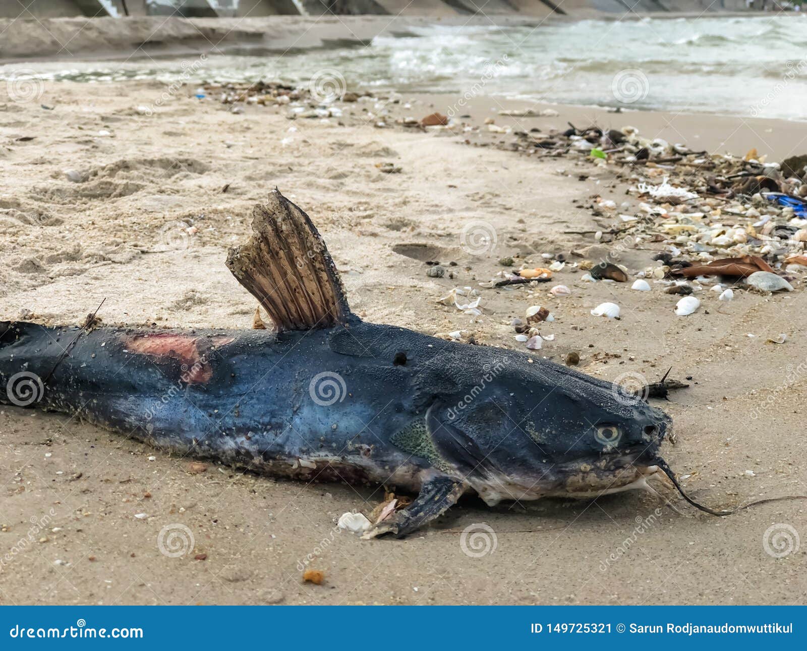 Sea Catfish Die at Dirty Beach,ecological Problem Stock Image - Image ...