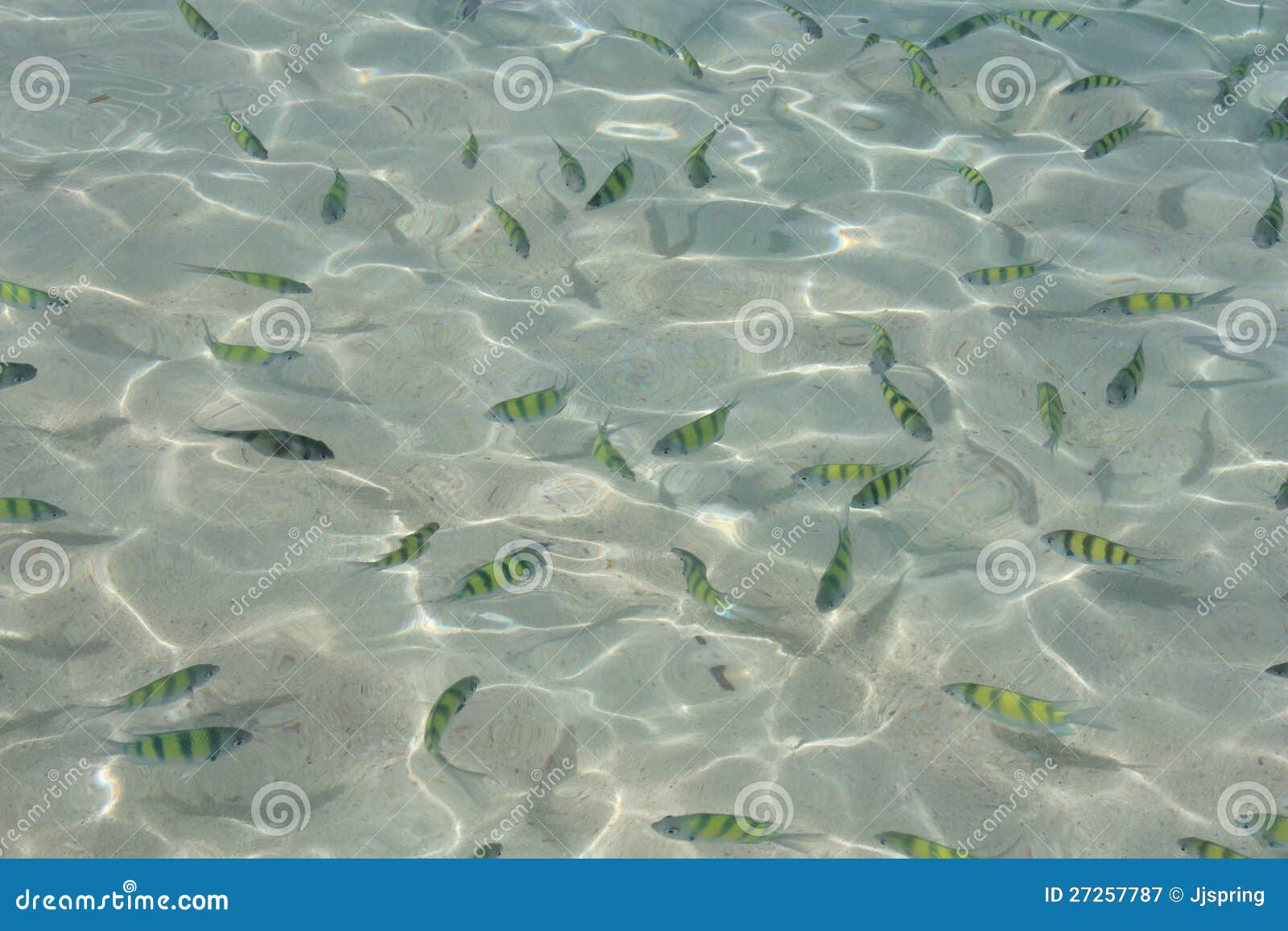 Sea Clear Water with Fishes Stock Image - Image of crystal, ocean: 27257787