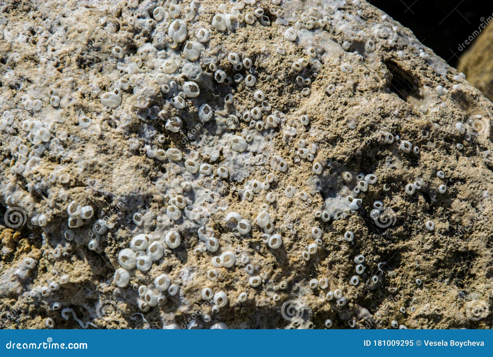 Barnacle Texture Background Royalty-Free Stock Photography ... Barnacle Texture Background Royalty-Free Stock Photography ...