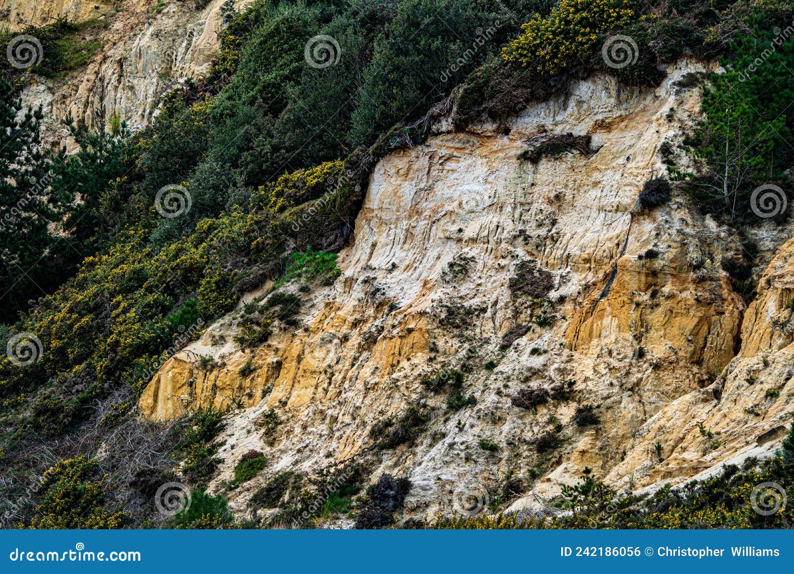 Sea Cliff Edge stock photo. Image of vegetation, cliff - 242186056