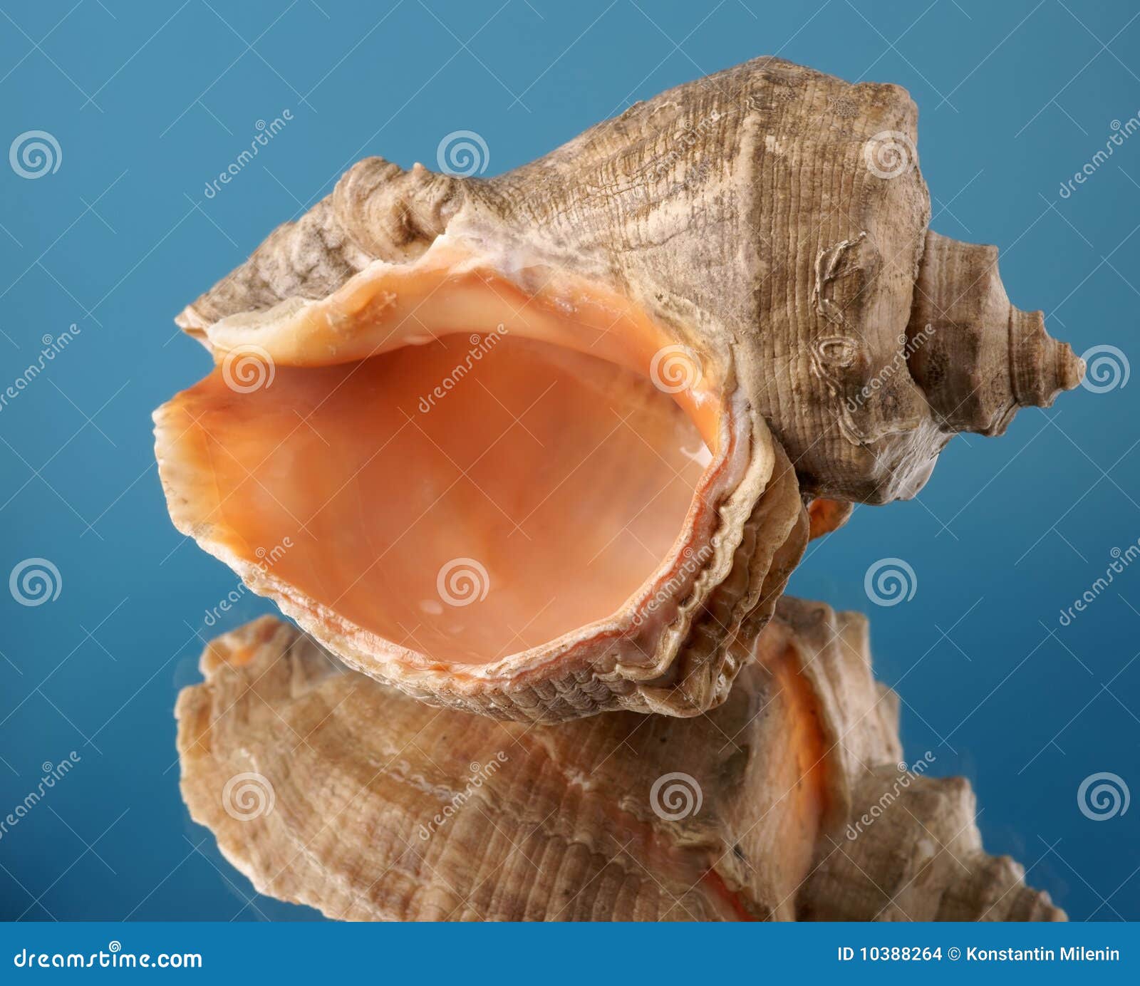 Sea cockleshell stock photo. Image of oyster, abstract - 10388264