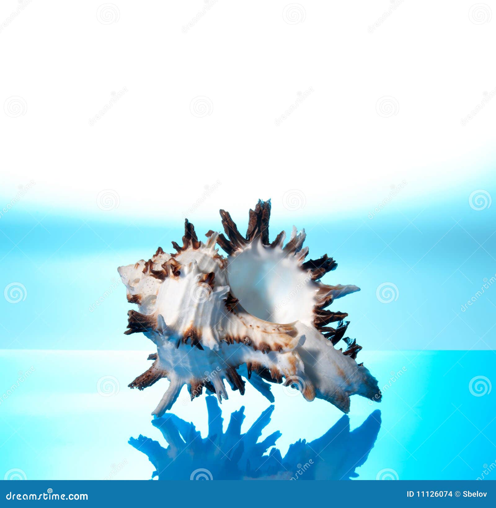 Sea cockleshell stock photo. Image of drop, blue, collection - 11126074