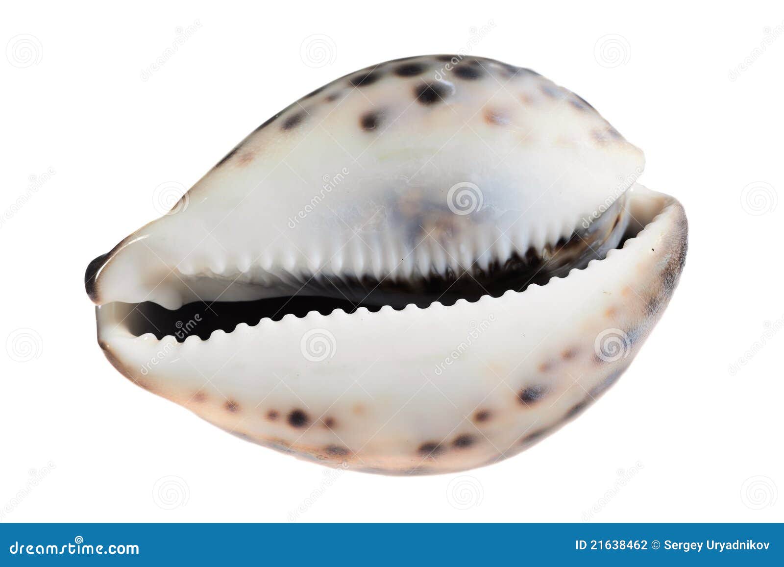 Sea cockleshell stock photo. Image of close, sealife - 21638462