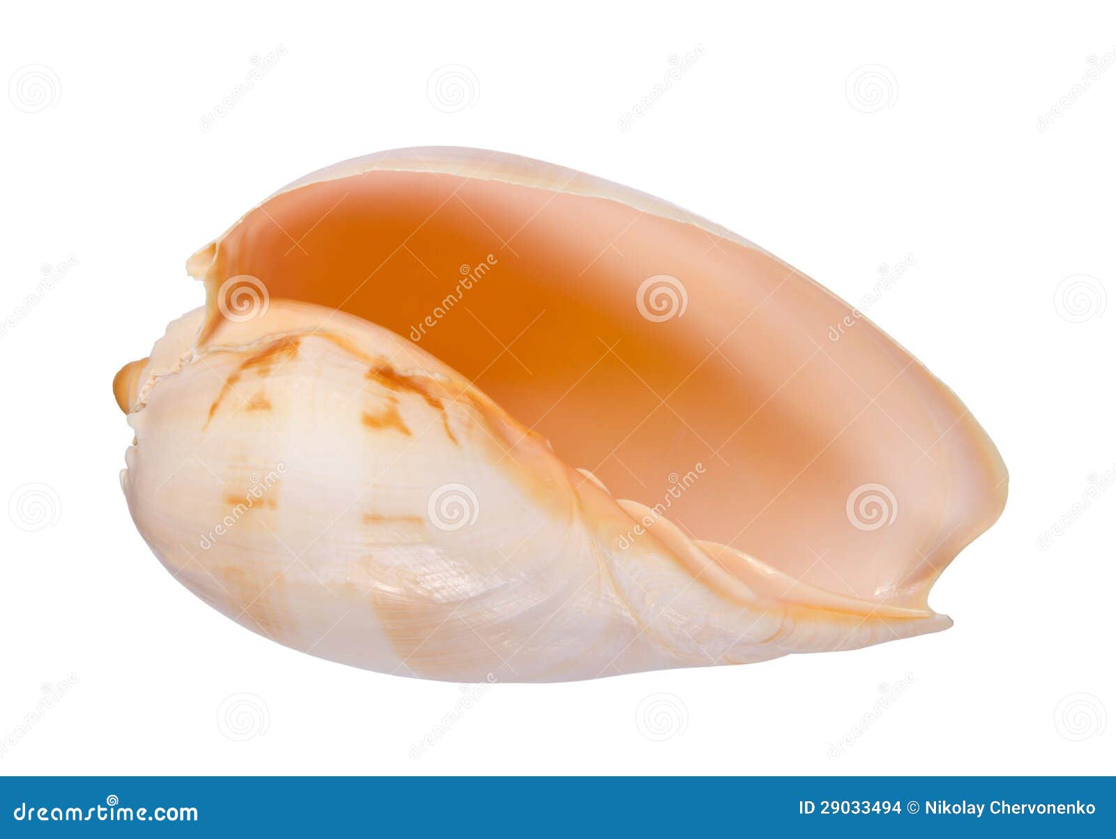 Sea cockleshell stock photo. Image of creature, surface - 29033494