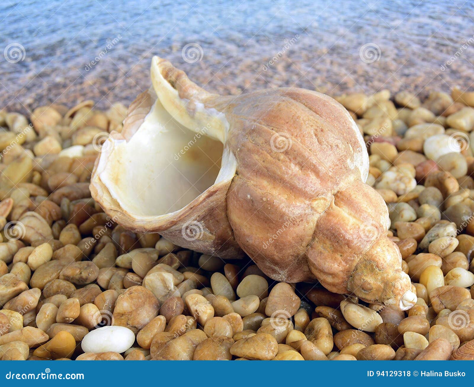 Sea cockleshell stock photo. Image of cockleshell, attached - 94129318