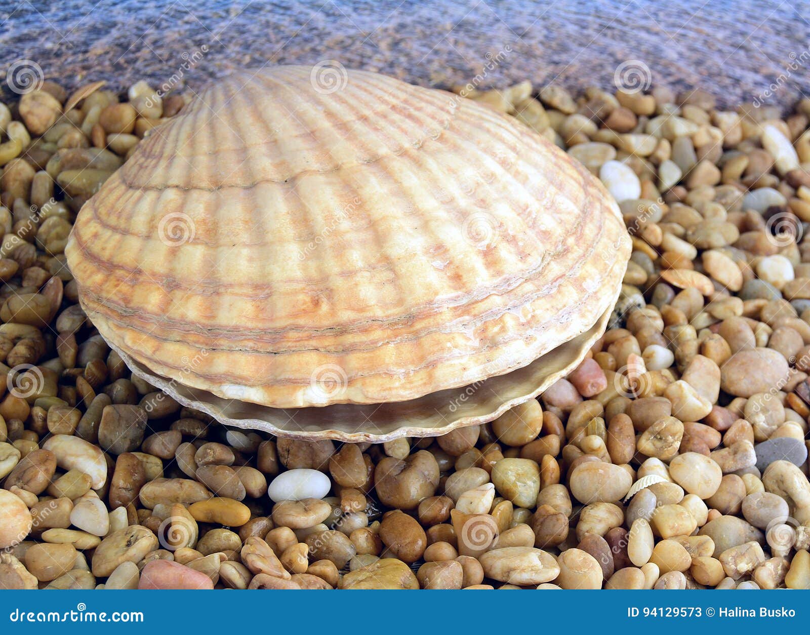 Sea cockleshell stock image. Image of isolated, limestone - 94129573