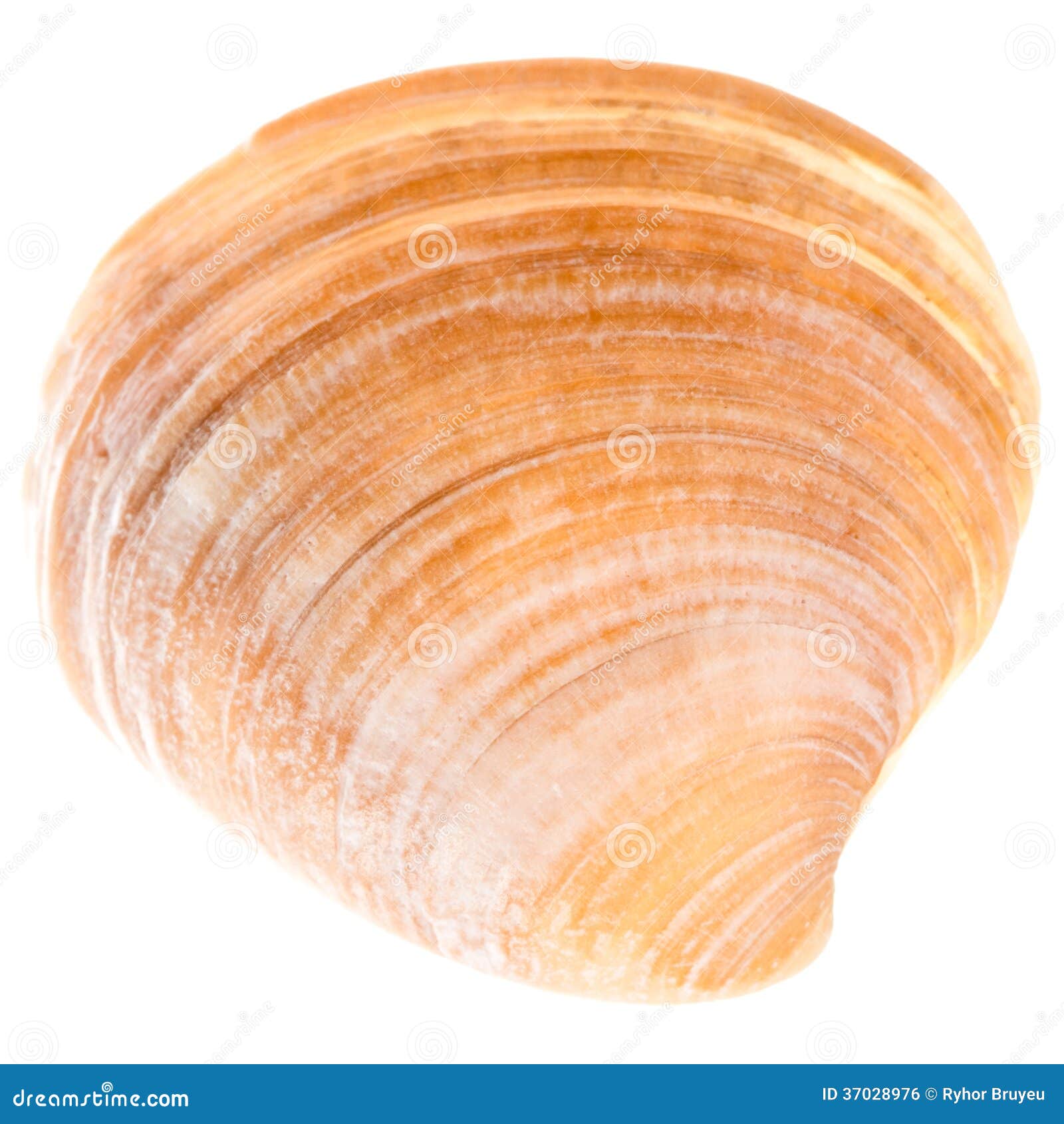 Sea Cockleshell Isolated on White Background Stock Photo - Image of ...
