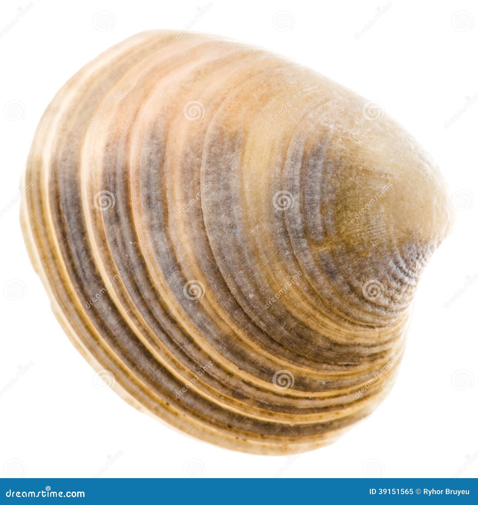 Sea Cockleshell Isolated on White Background Stock Image - Image of ...
