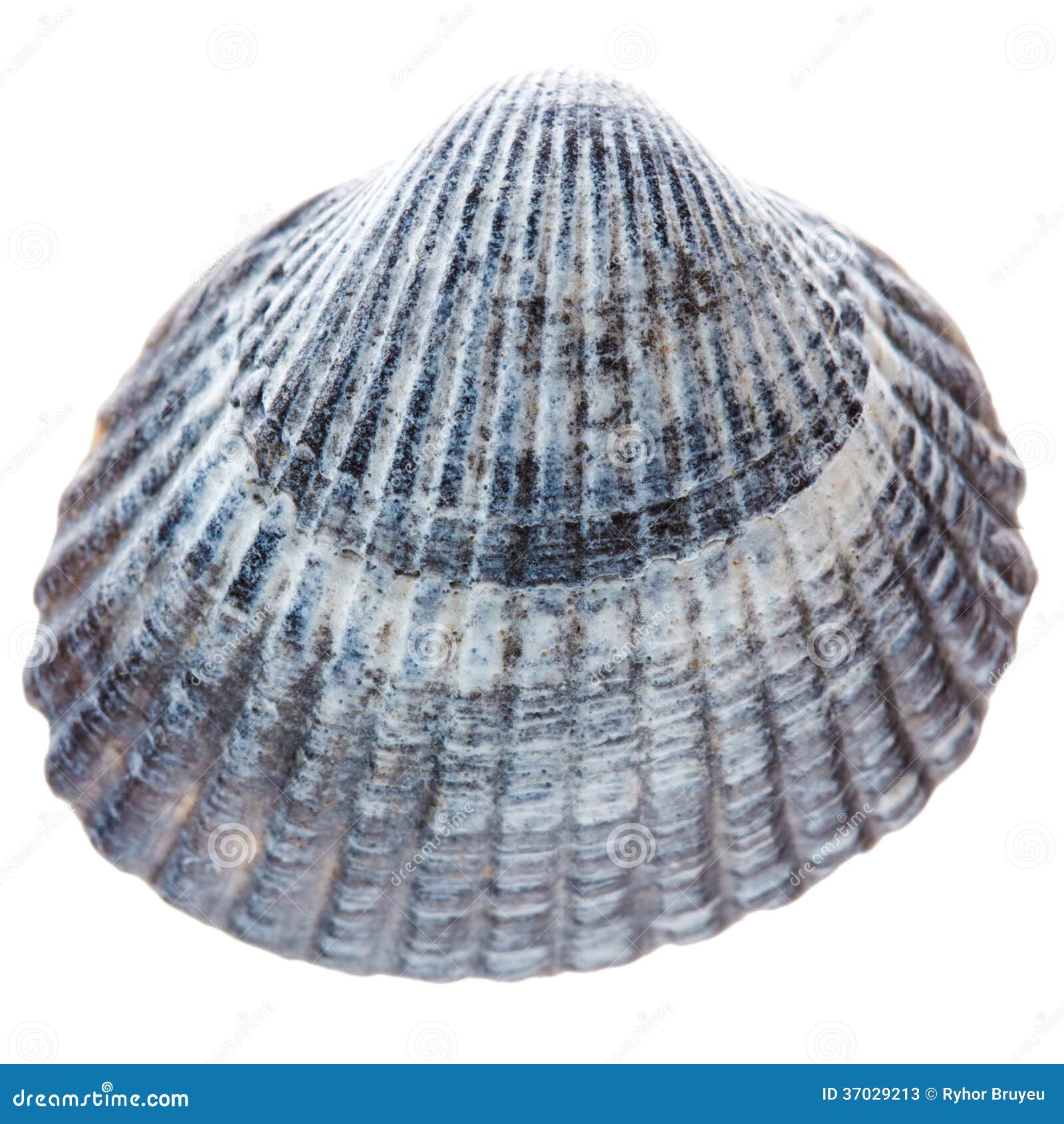 Sea Cockleshell Isolated on White Background Stock Image - Image of ...