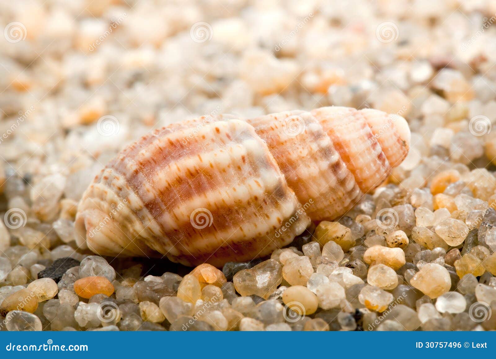 Sea cockleshell on stone stock photo. Image of tropical - 30757496