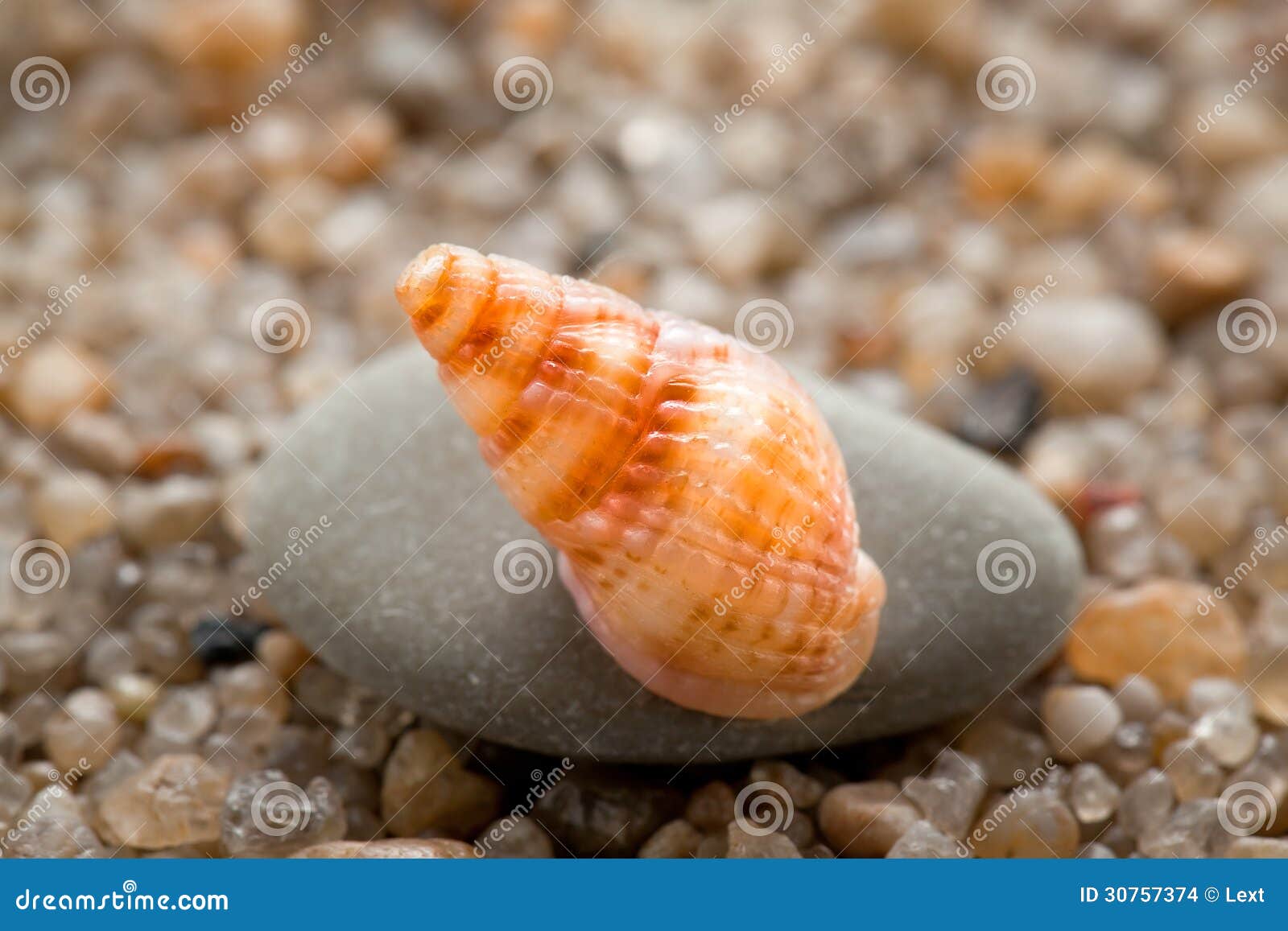 Sea cockleshell on a stone stock photo. Image of tropical - 30757374