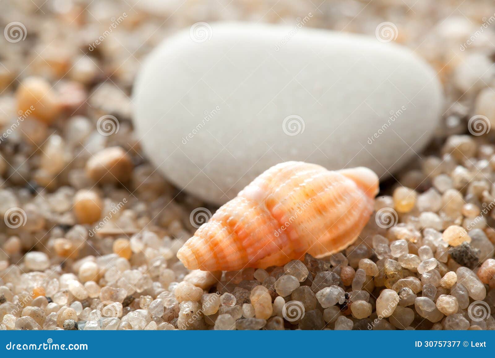 Sea cockleshell on a stone stock image. Image of natural - 30757377