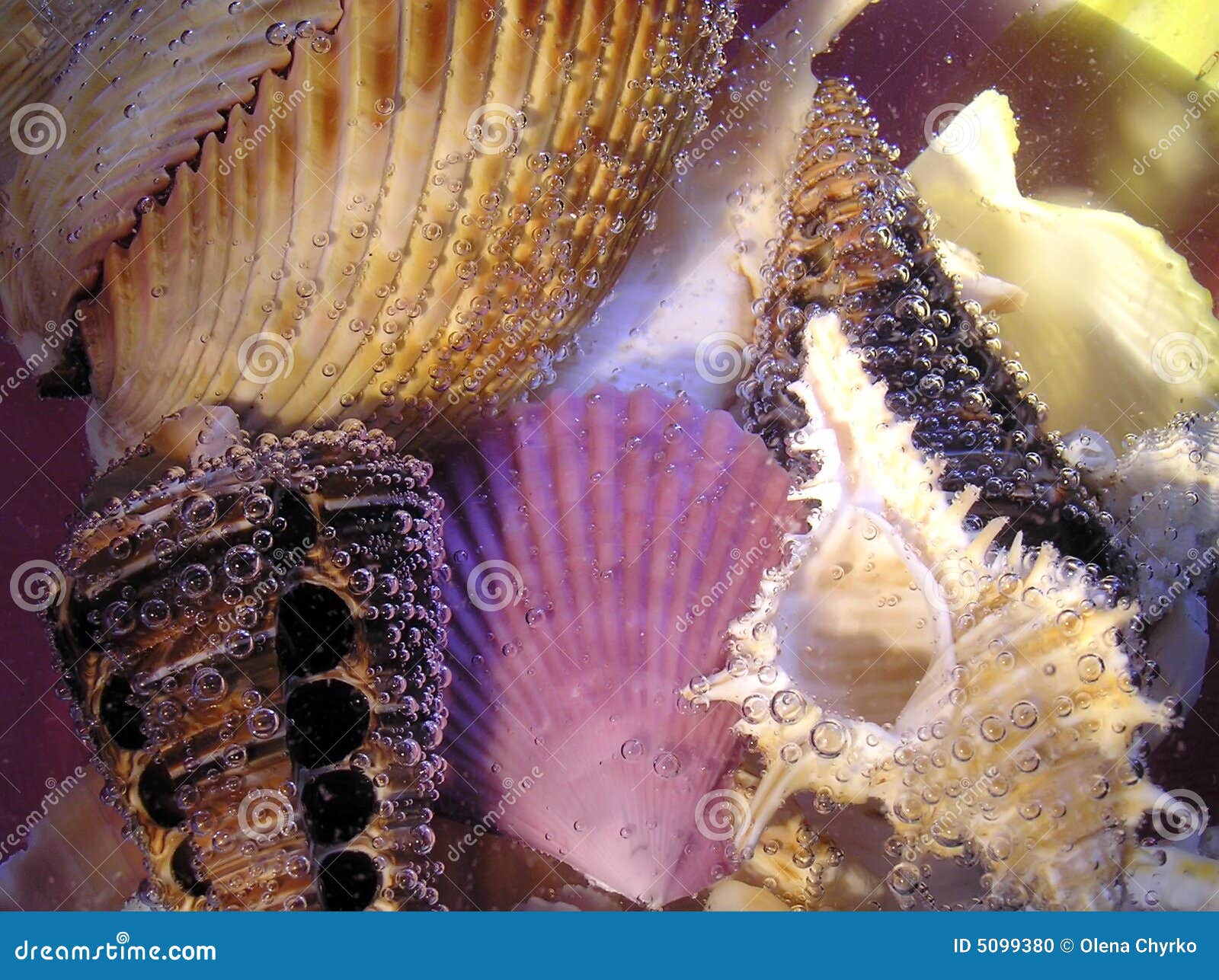 Sea Cockleshell Under Water Stock Photo - Image of cockleshell ...