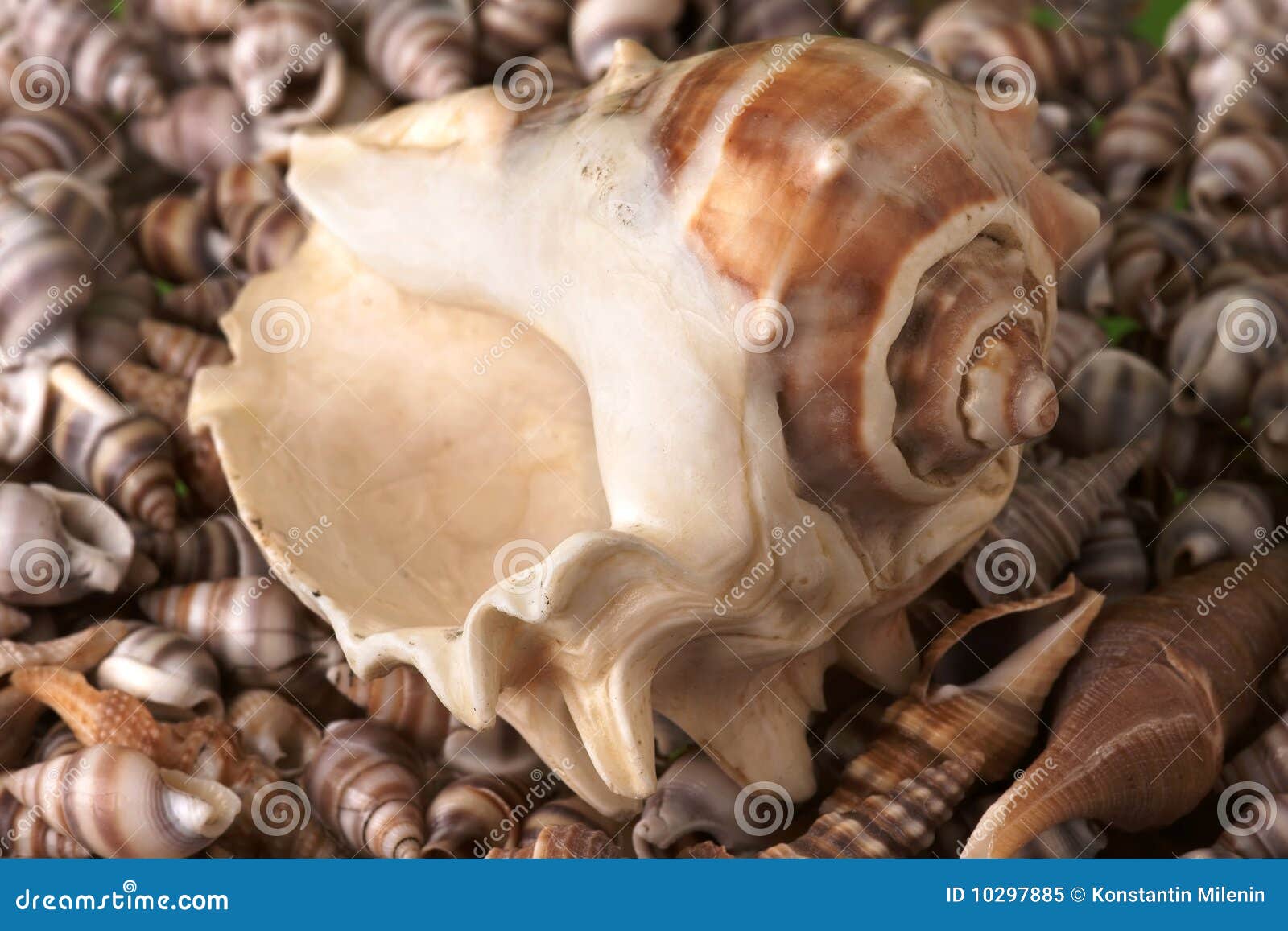 Sea cockleshells stock image. Image of oyster, color - 10297885