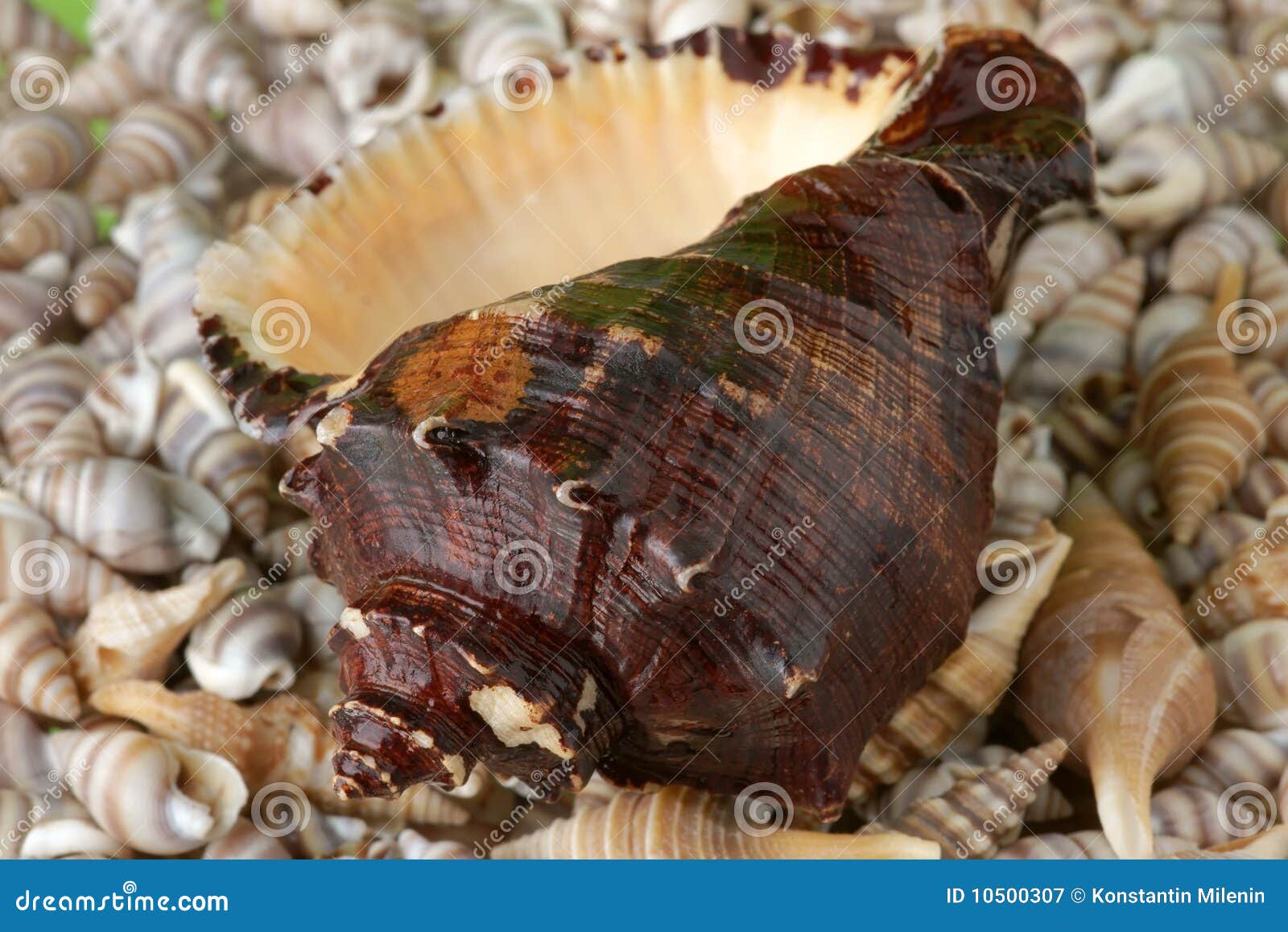 Sea cockleshells stock image. Image of nature, marines - 10500307