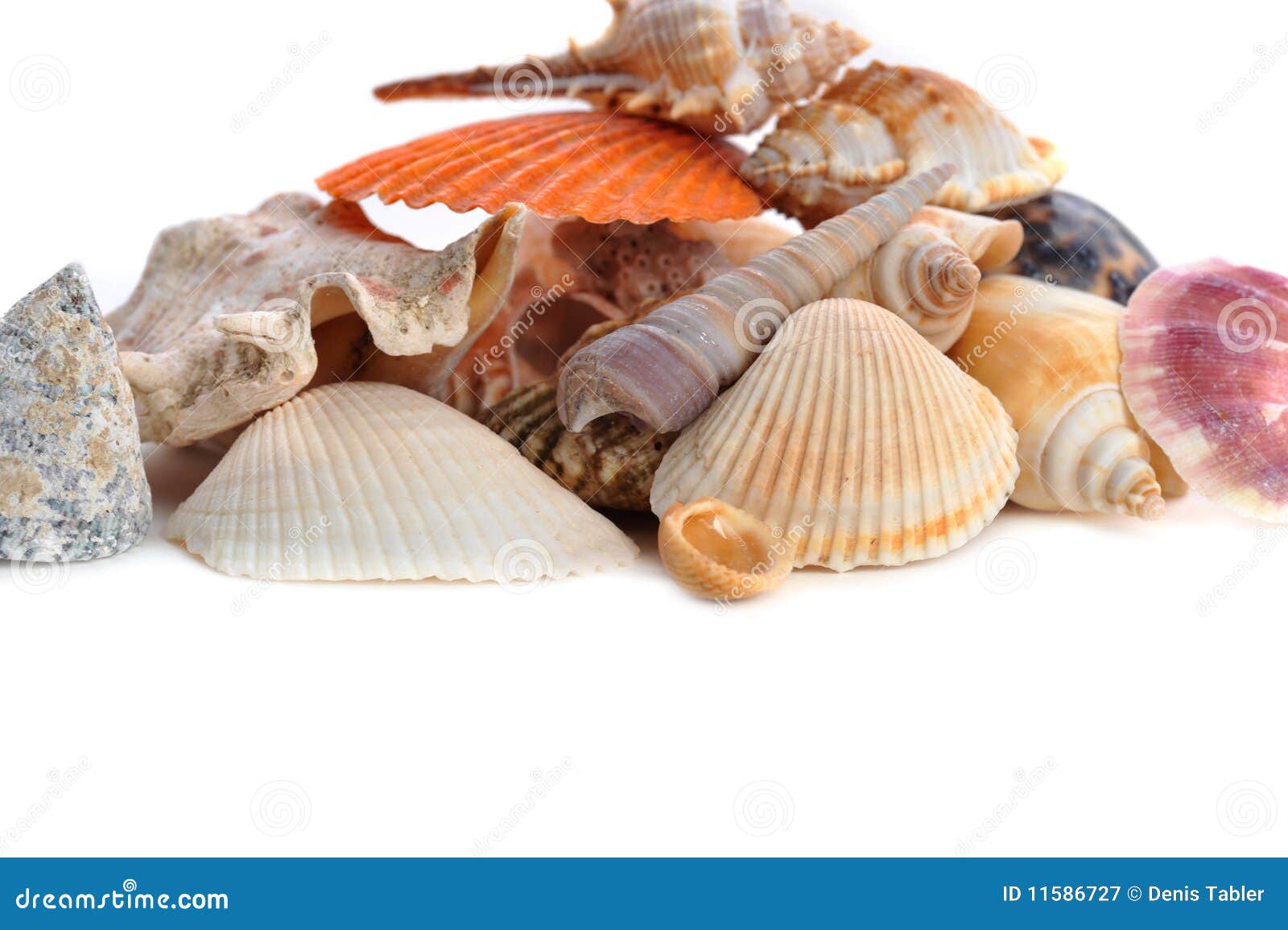 Sea cockleshells stock image. Image of heat, beach, sand - 11586727