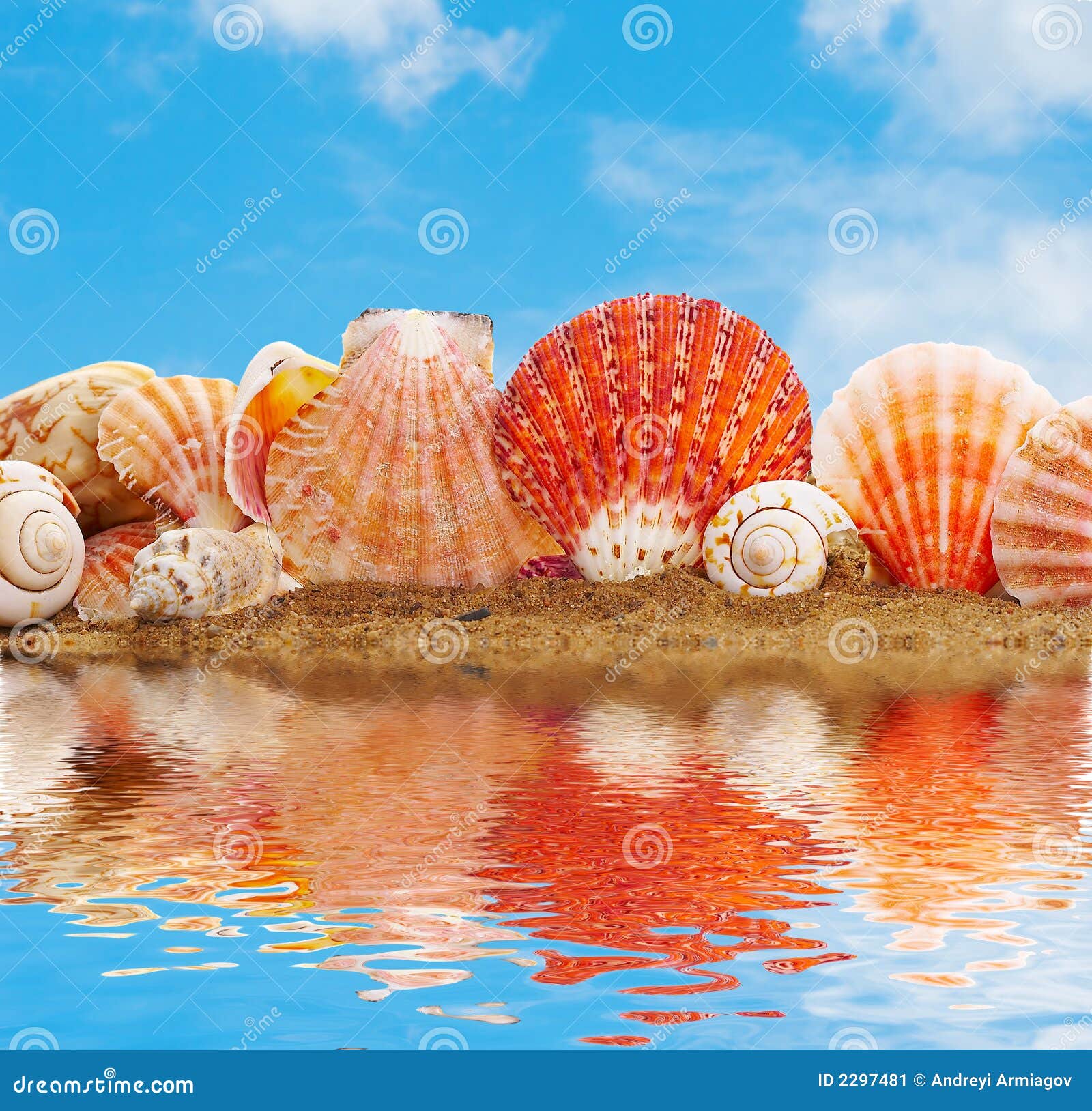 Sea cockleshells stock image. Image of mussel, rest, design - 2297481
