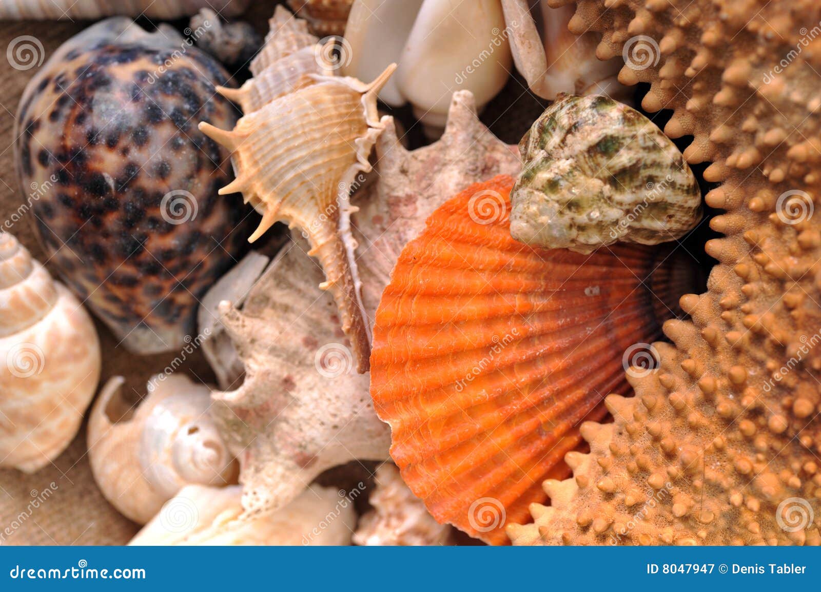 Sea cockleshells stock image. Image of color, curve, starfish - 8047947