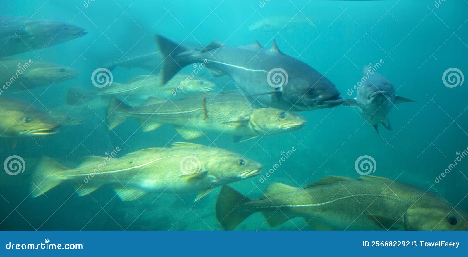 Sea Cod Fishes Floating Under Water in Aquarium Stock Photo - Image of ...