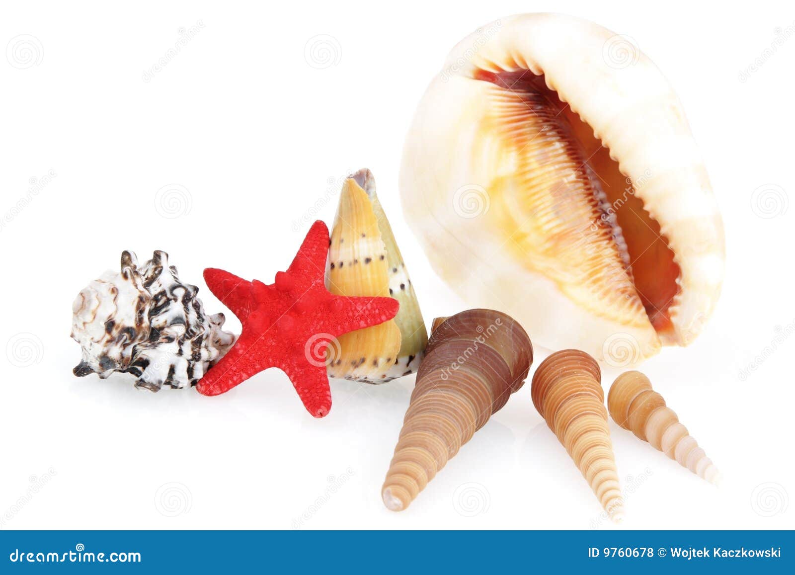 Sea collection stock photo. Image of collection, seashell - 9760678