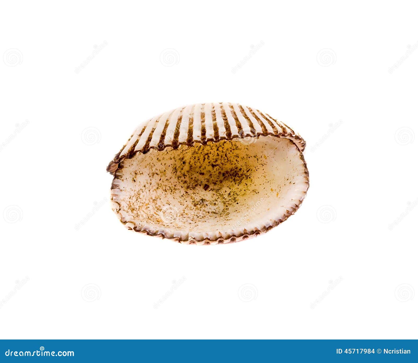 Sea Colored Shell, Close Up Isolated, White Background Stock Photo ...