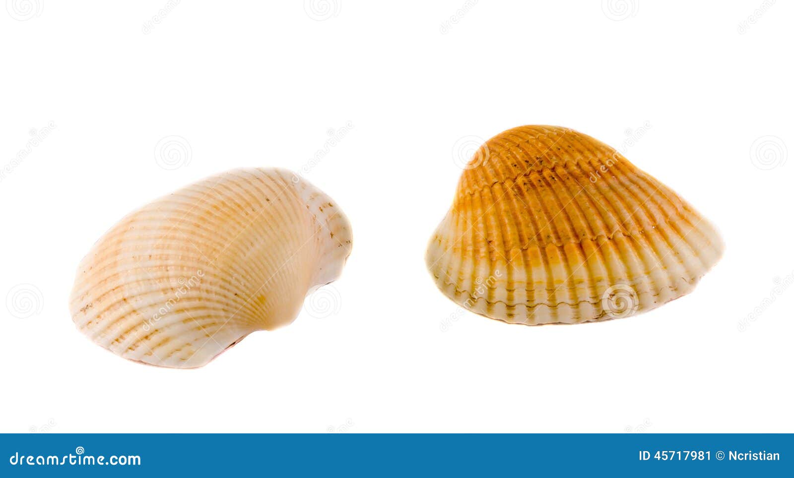 Sea Colored Shells, Close Up Isolated, White Background Stock Image ...