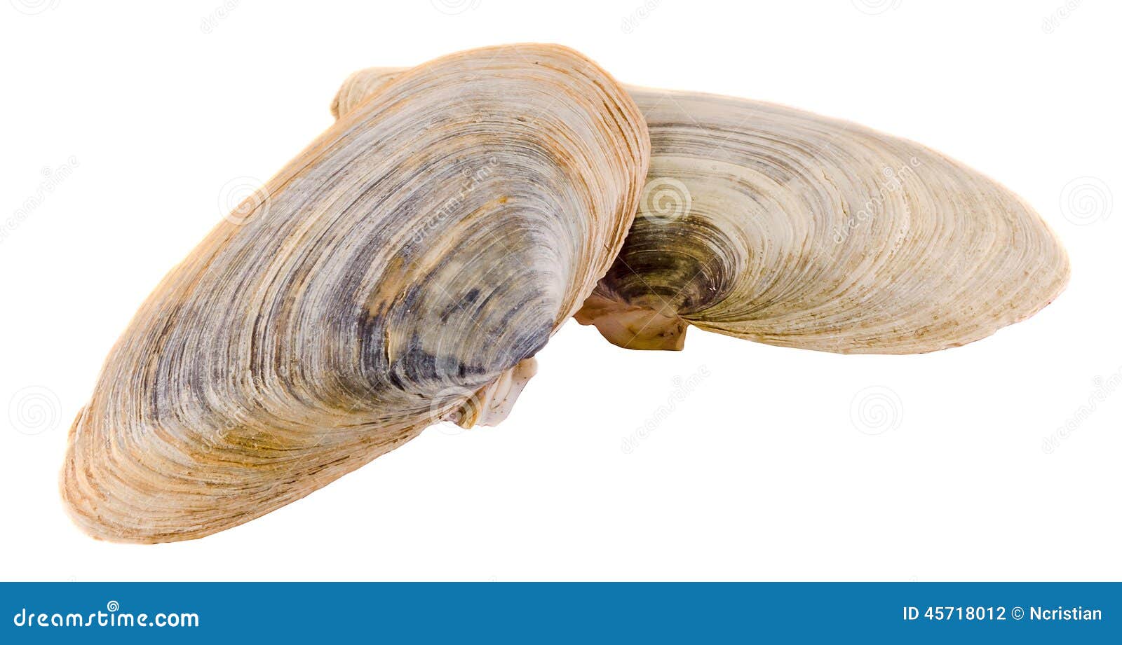 Sea Colored Shells, Close Up Isolated, White Background Stock Photo ...