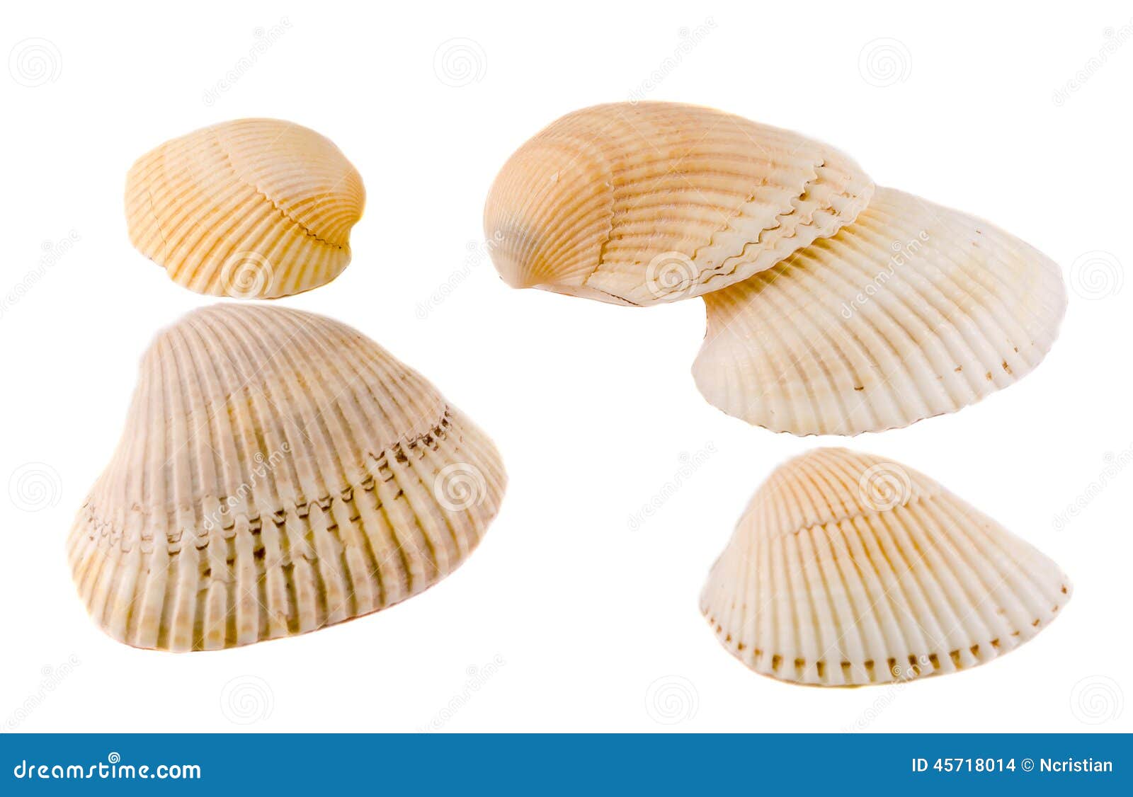 Sea Colored Shells, Close Up Isolated, White Background Stock Photo ...