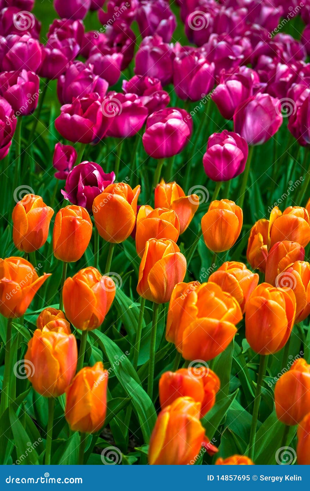 Sea of colorful tulips stock image. Image of garden, beauty - 14857695